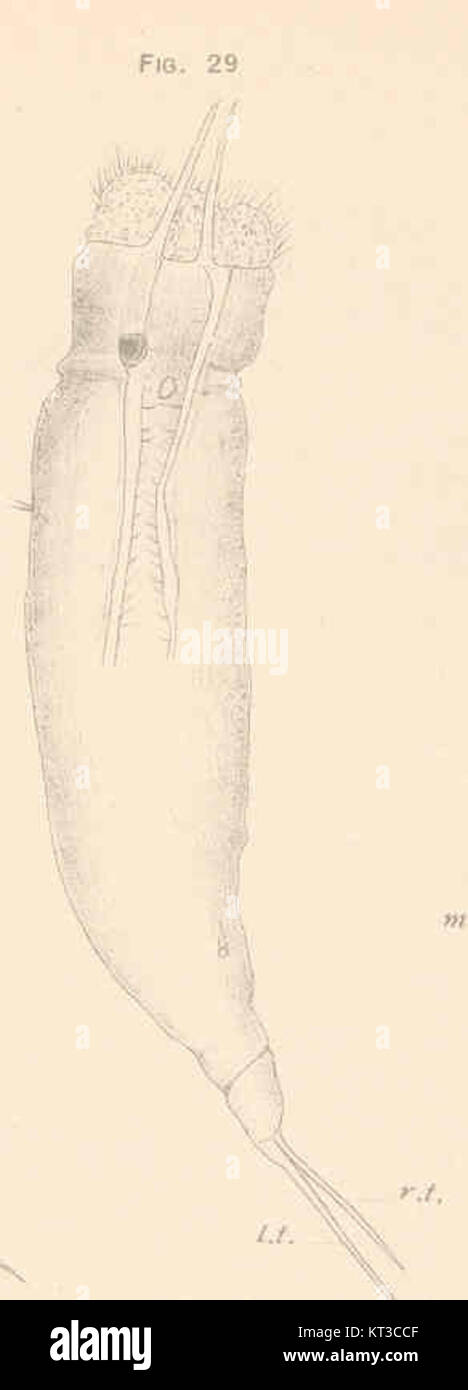 This image presents a dorsal view of the Diurella stylata, a species of ...
