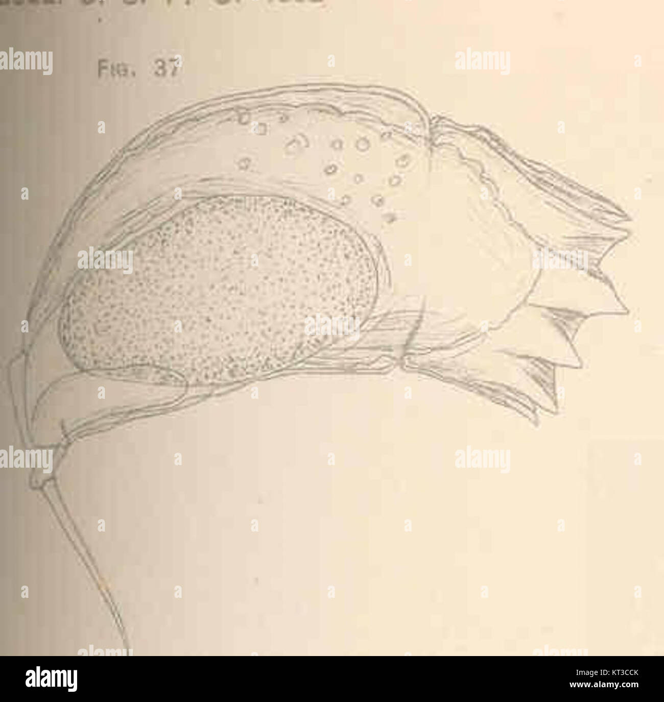 Marine specimen documentation hi-res stock photography and images - Alamy