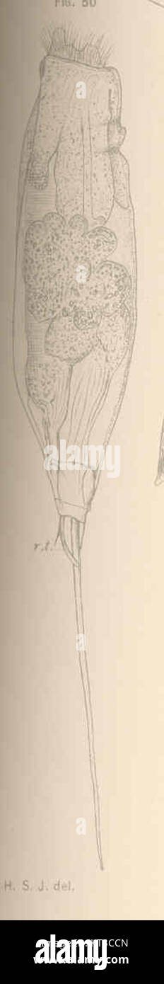 Dextral hi-res stock photography and images - Alamy