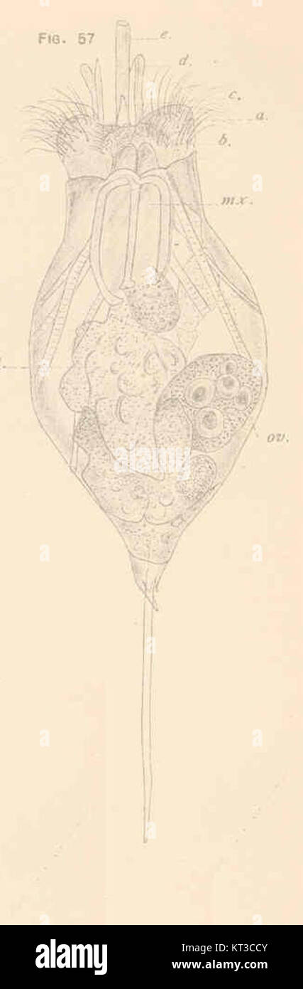 Rattulus multicrinis Kellicott is a species of rotifer, a microscopic ...