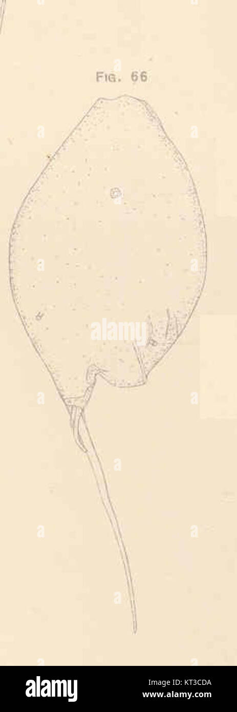 This image shows a dorsal view of the lorica of Rattulus latus Jennings ...