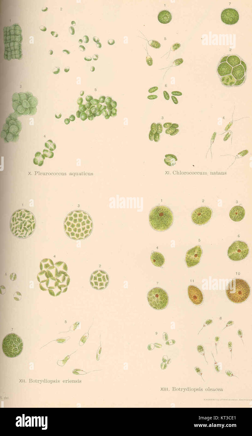 Pleurococcus aquaticus and Chloroccum natans are types of algae ...