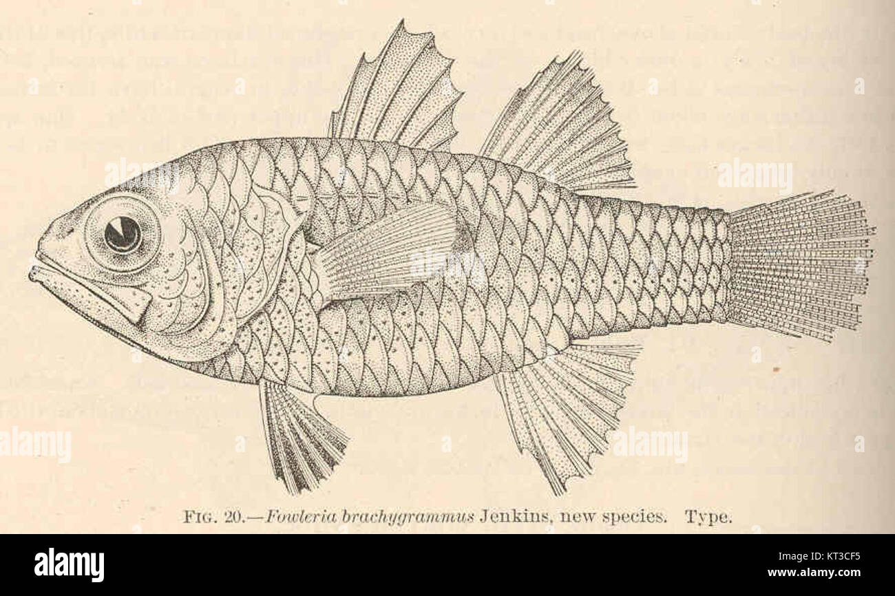 41036 Fowleria brackhgrammus Jenkins, new species Type Stock Photo - Alamy