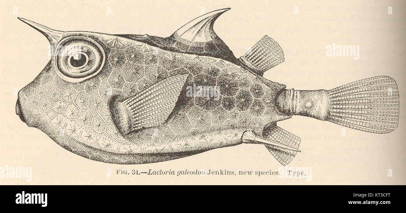 Lactoria glacodon is a newly identified species of fish described by ...