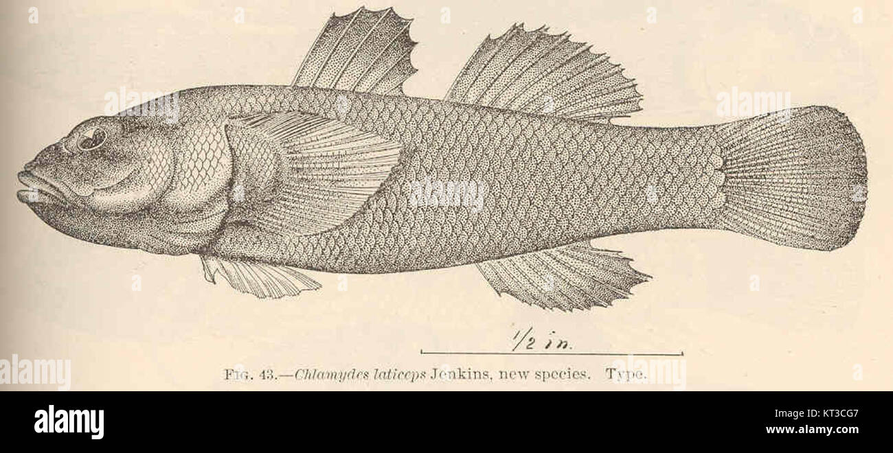Chlamydes laticeps Jenkins is a newly classified species of freshwater ...