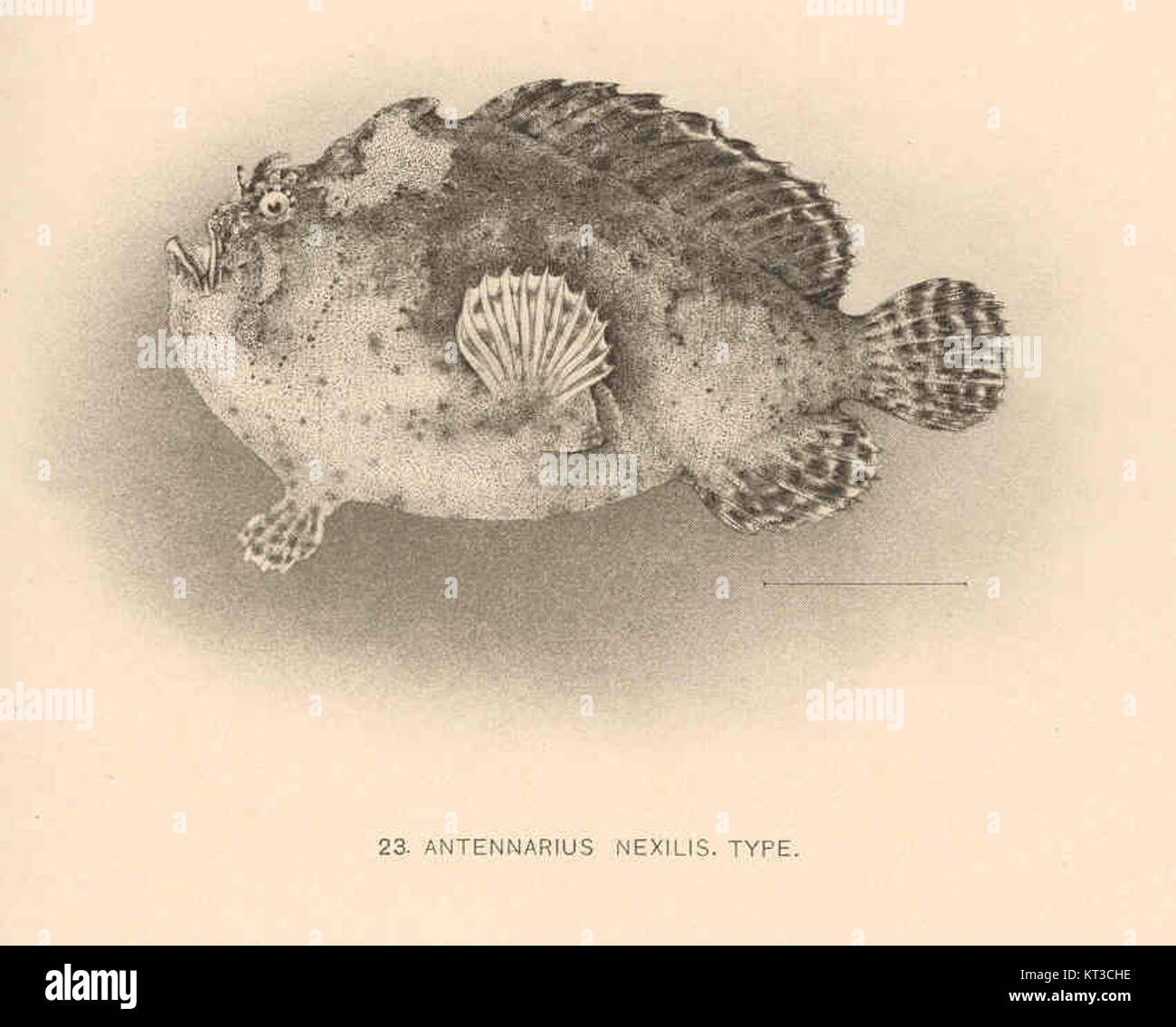 Deep sea anglerfish prey hi-res stock photography and images - Alamy