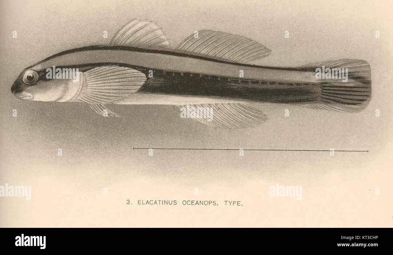 Elacatinus oceanops, a species of cleaner goby, is known for its ...