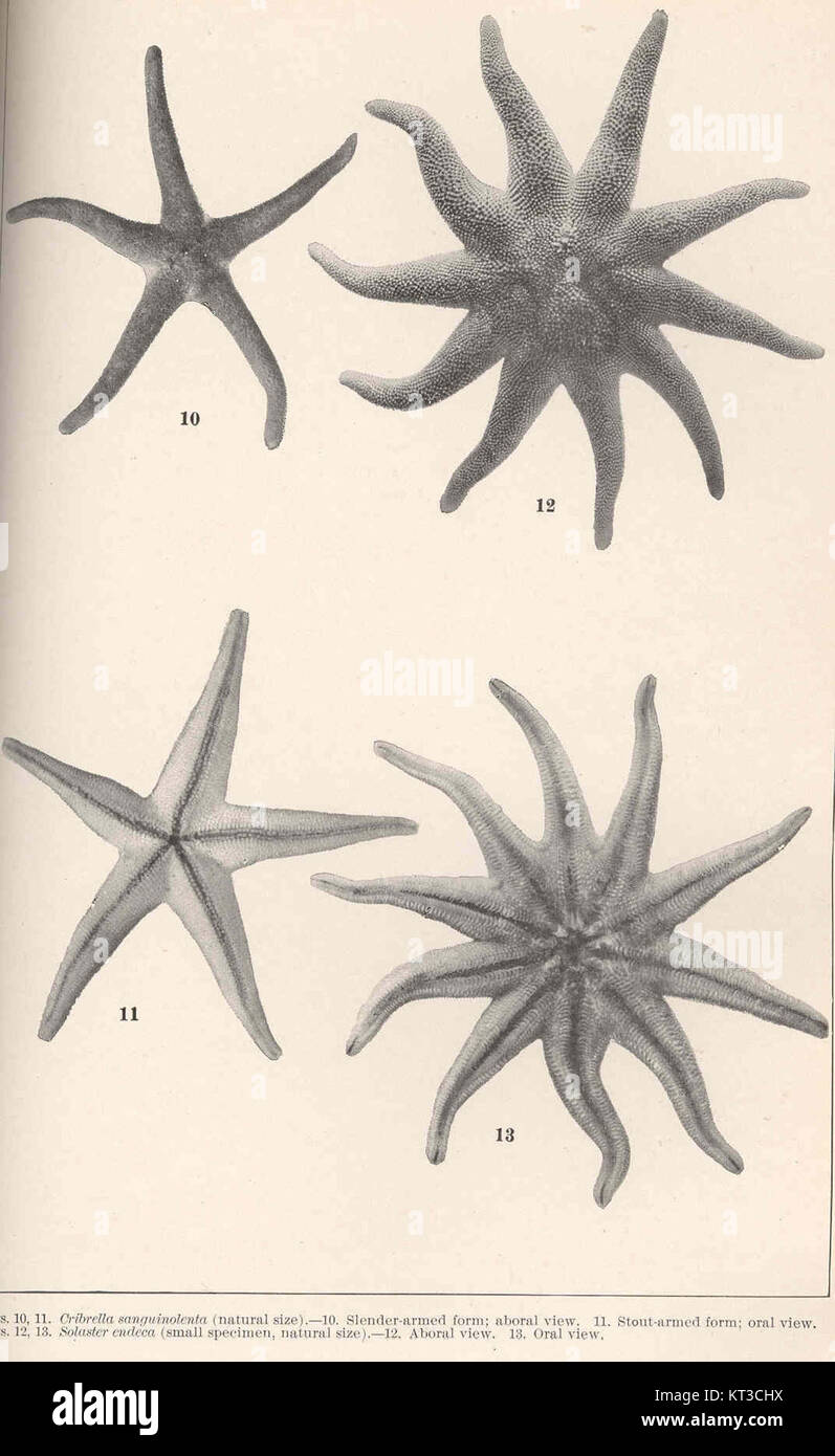 Cribrella sanguinolenta, a species of marine invertebrate, has two main ...