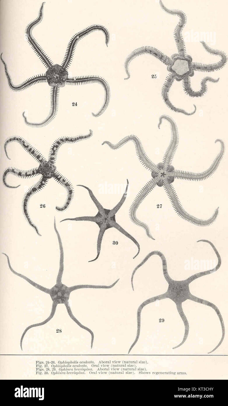 This set of images shows various views of marine species. Ophiopholis ...