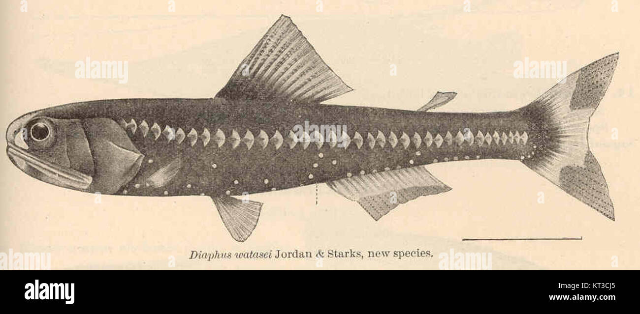 Diaphus watasei, identified by Jordan & Starks, is a newly discovered ...