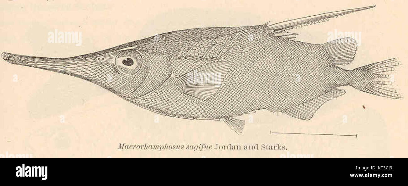 Macrorhamphosus sagifue, a species described by Jordan and Starks, is a ...