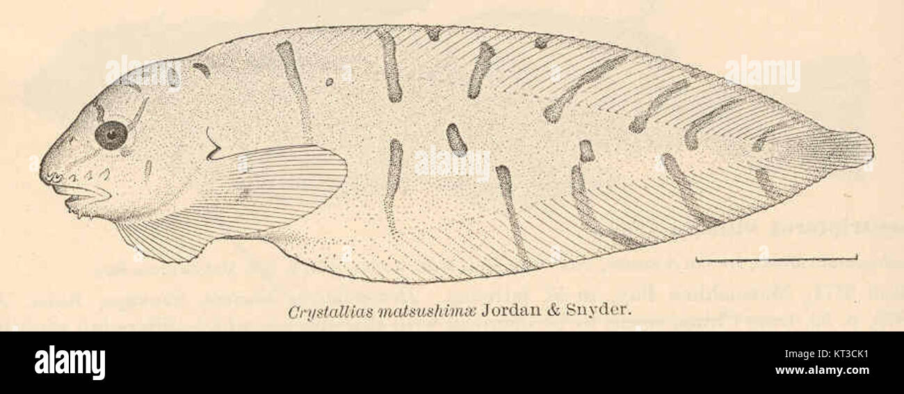 41129 Crystallias matsushimae Jordan & Snyder Stock Photo - Alamy