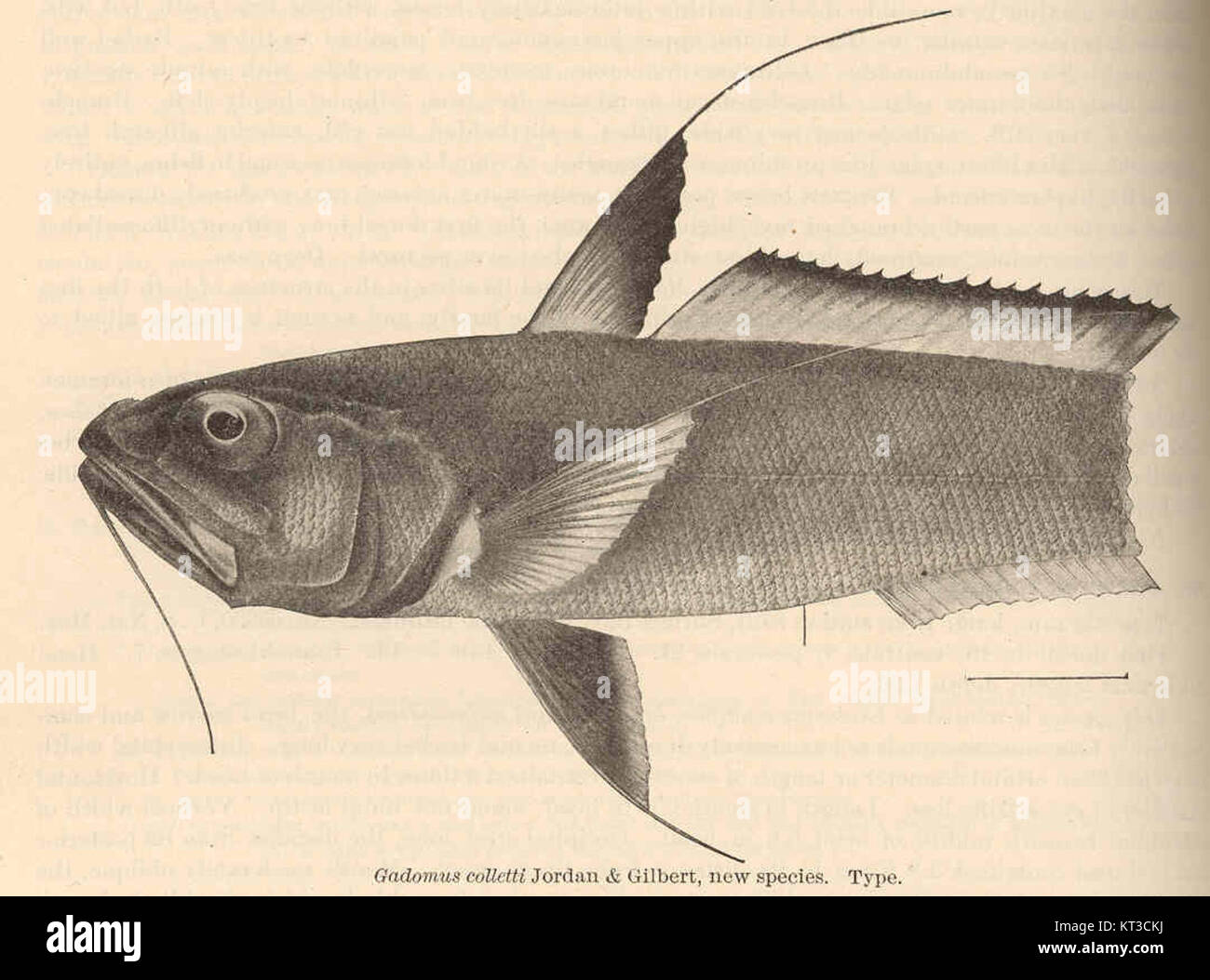 The species Gadomus colletti, cataloged as 41144 by Jordan & Gilbert ...