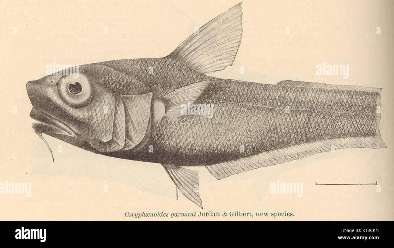 Coryphaenoides garmani, a new species described by Jordan and Gilbert ...