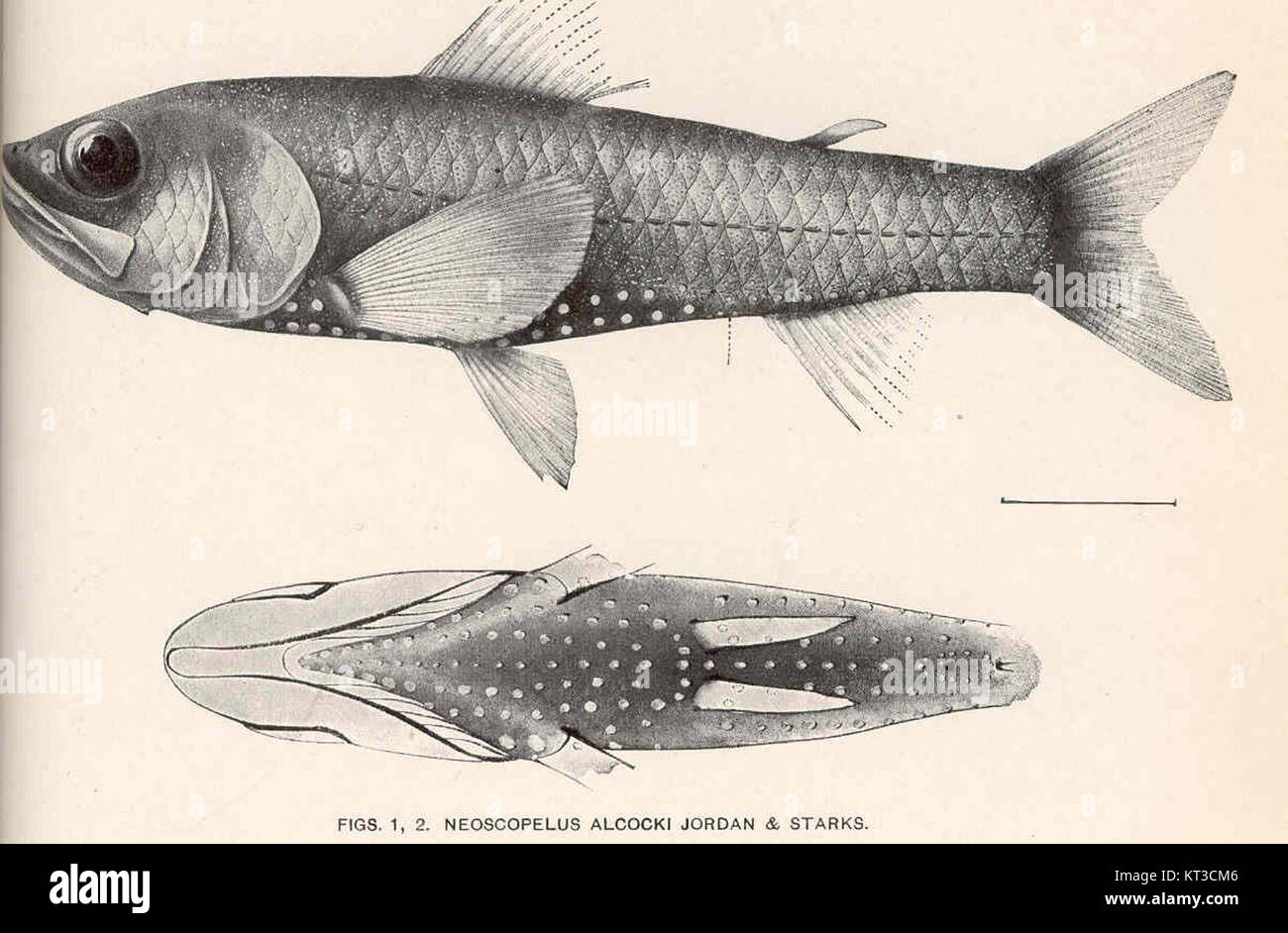 Illustration of Neoscopelus alcocki, a deep-sea fish species described ...
