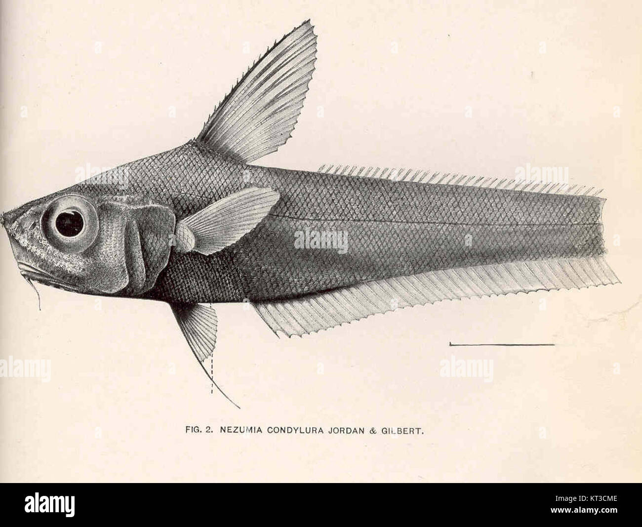 Nezumia condylura, also known as the black-eyed blind catfish, is a ...