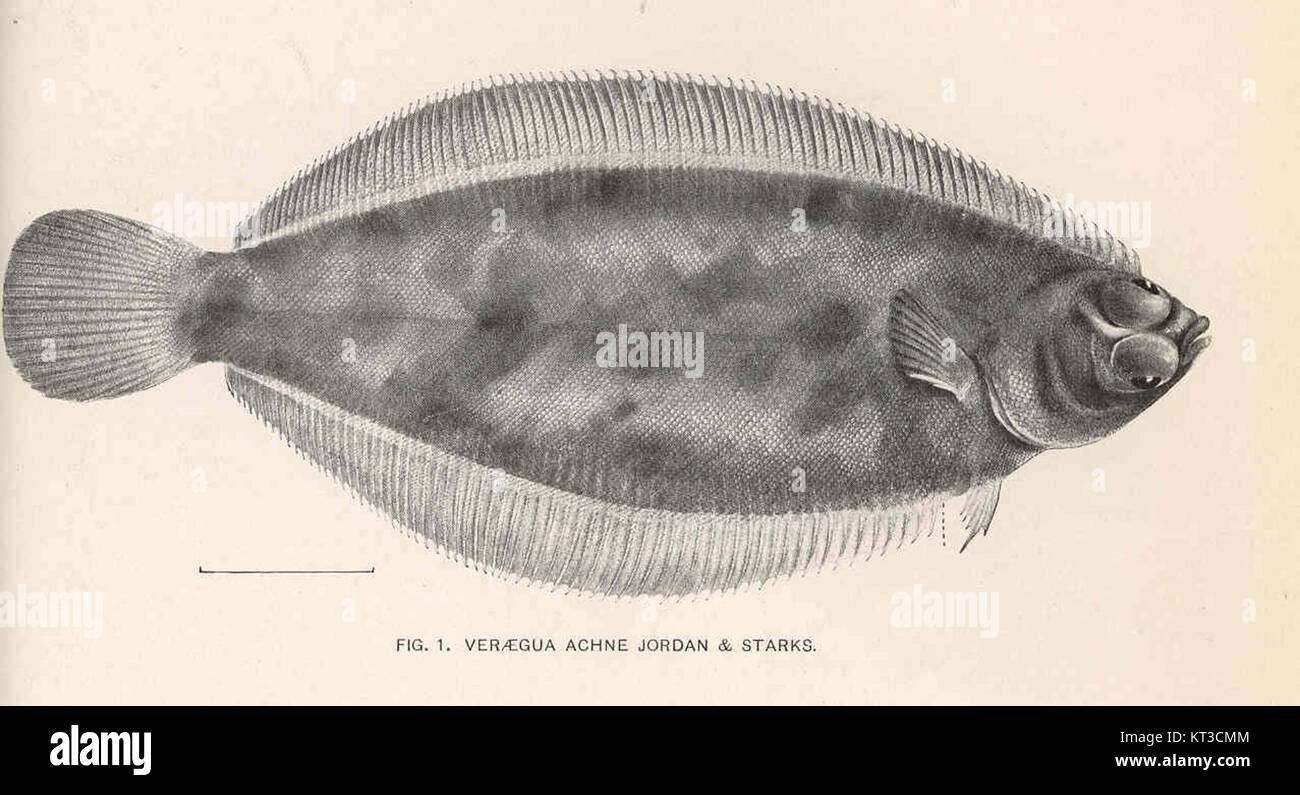 The species Veraegua achne, discovered by Jordan and Starks, is a type ...