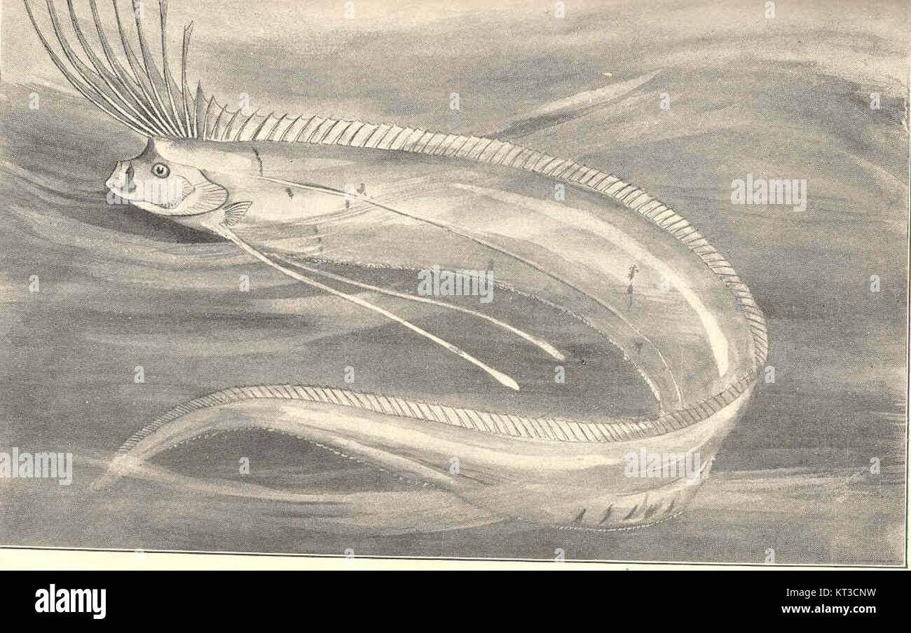 Oarfish hi-res stock photography and images - Alamy