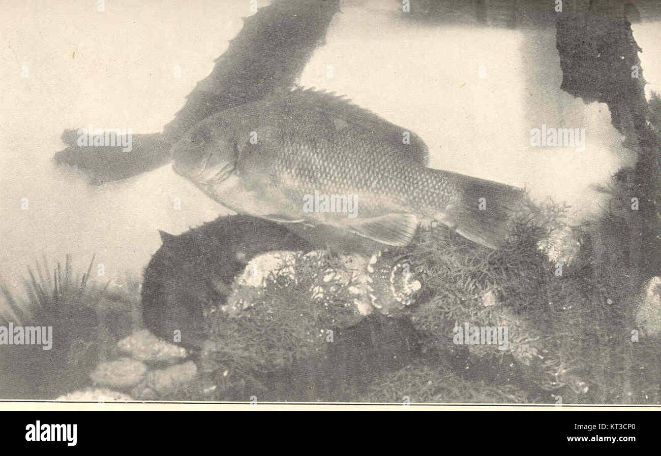 The Blue-Eyed Perch, a species of fish, is featured in the floating ...