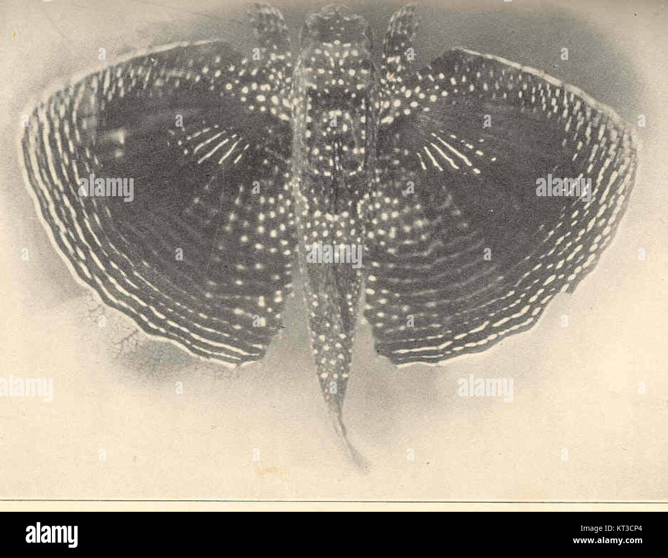 Photograph of a Sea Robin (scientific name: Prionotus evolans) in ...