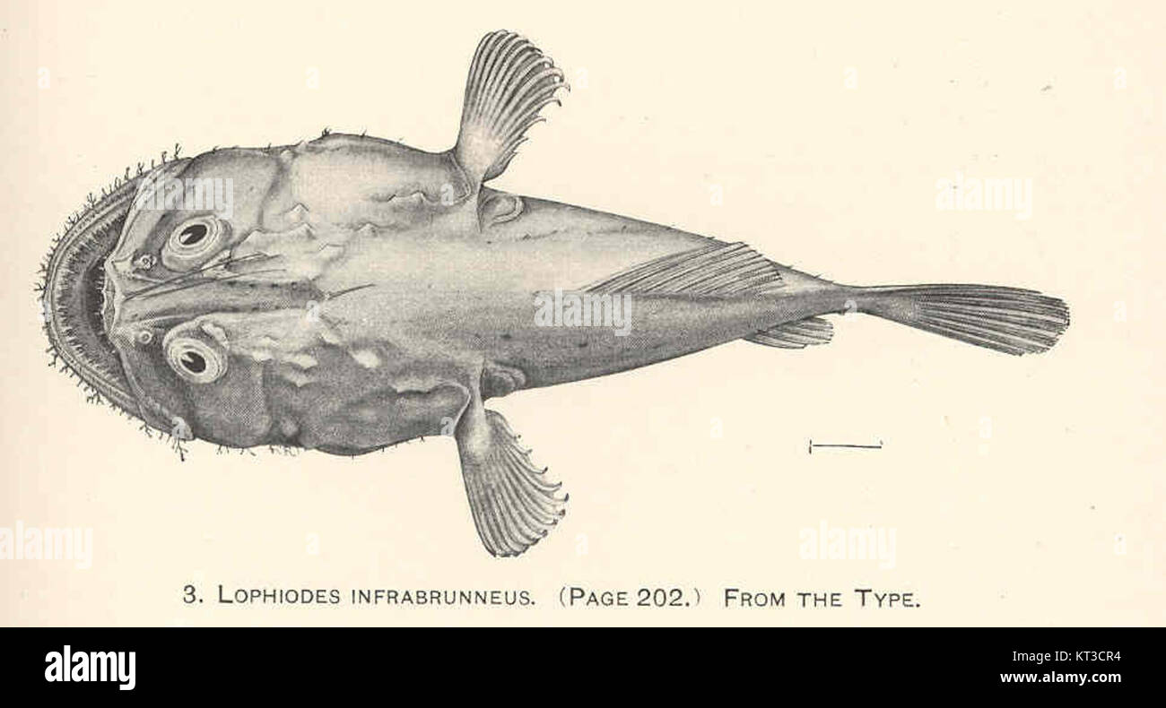 Lophiodes hi-res stock photography and images - Alamy