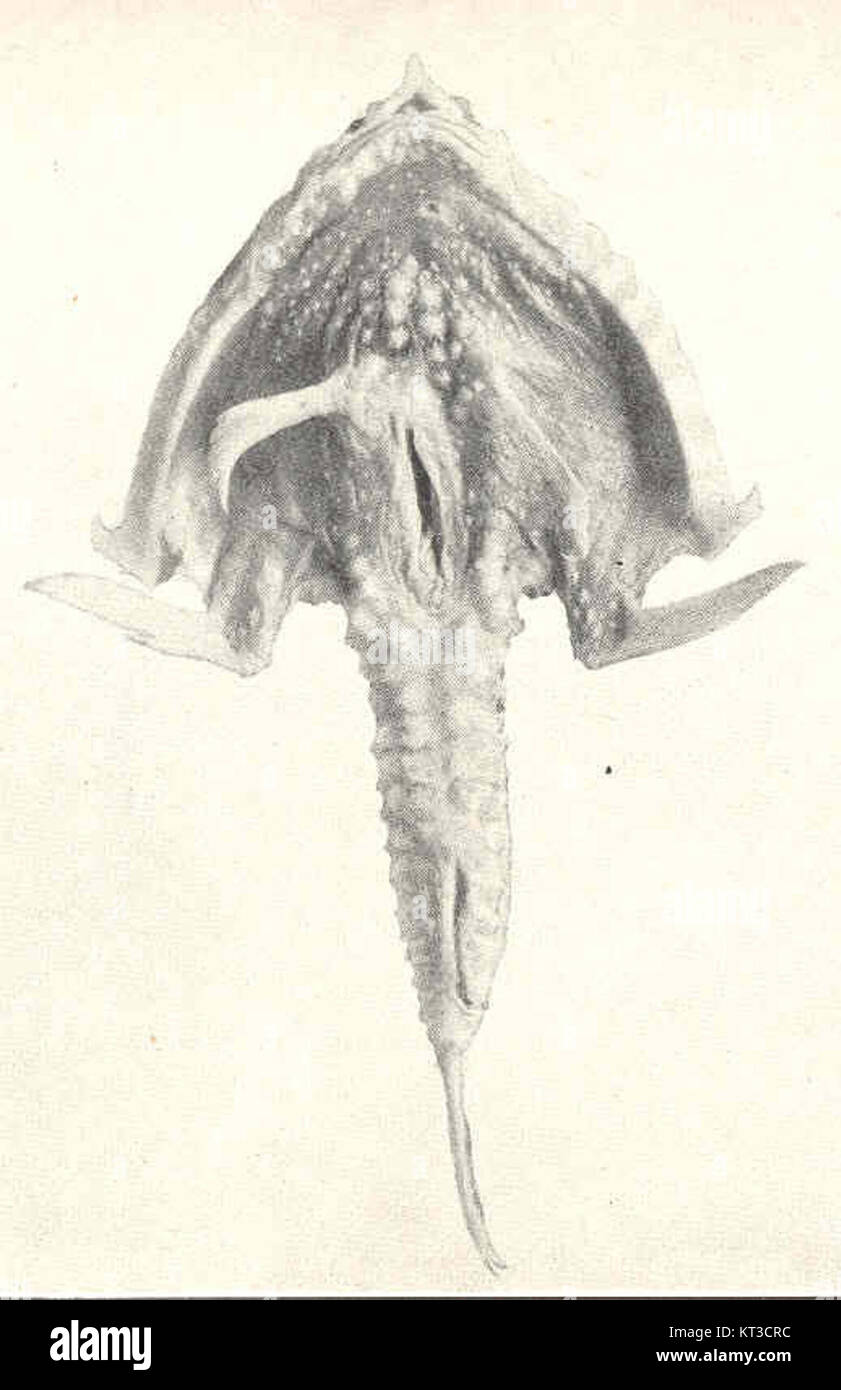 Malthopsis ocellata is a species of deep-sea fish, often known for its ...