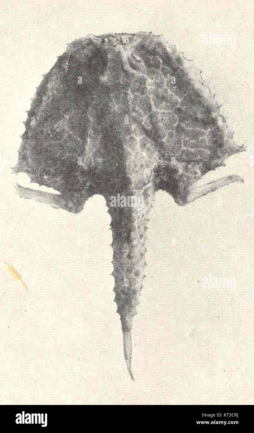 Halicmetus hi-res stock photography and images - Alamy