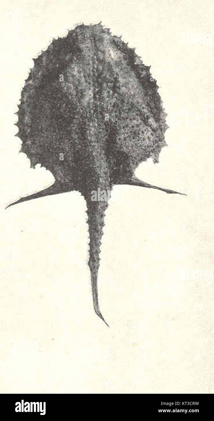 Dibranchus nasutus, a species of deep-sea fish, is illustrated in a ...