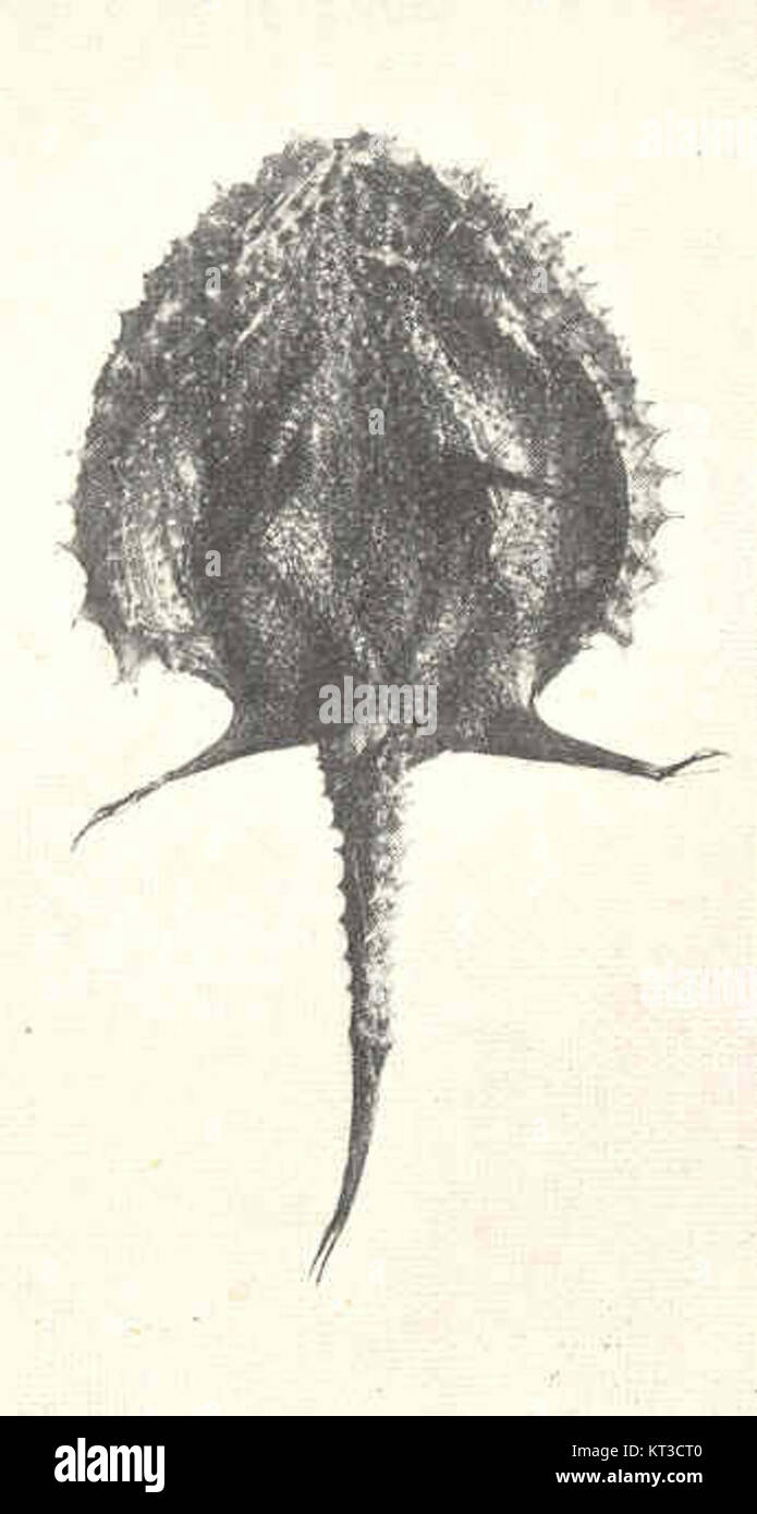 This scientific illustration shows Dibranchus nasutus, a species of ...