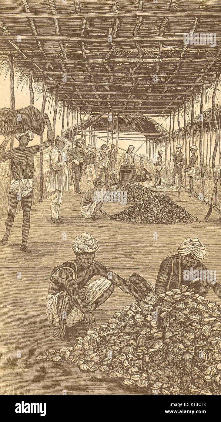 Diving in ceylon for pearls hi-res stock photography and images - Alamy