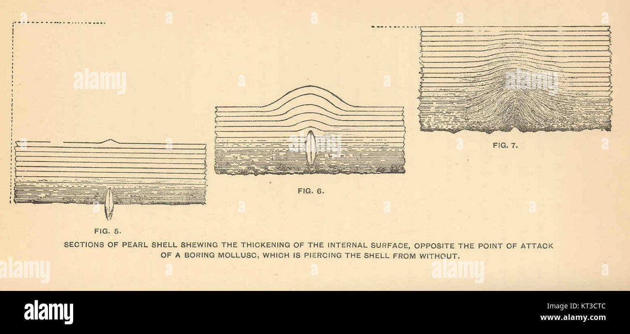 This image shows sections of a pearl shell, illustrating the thickening ...