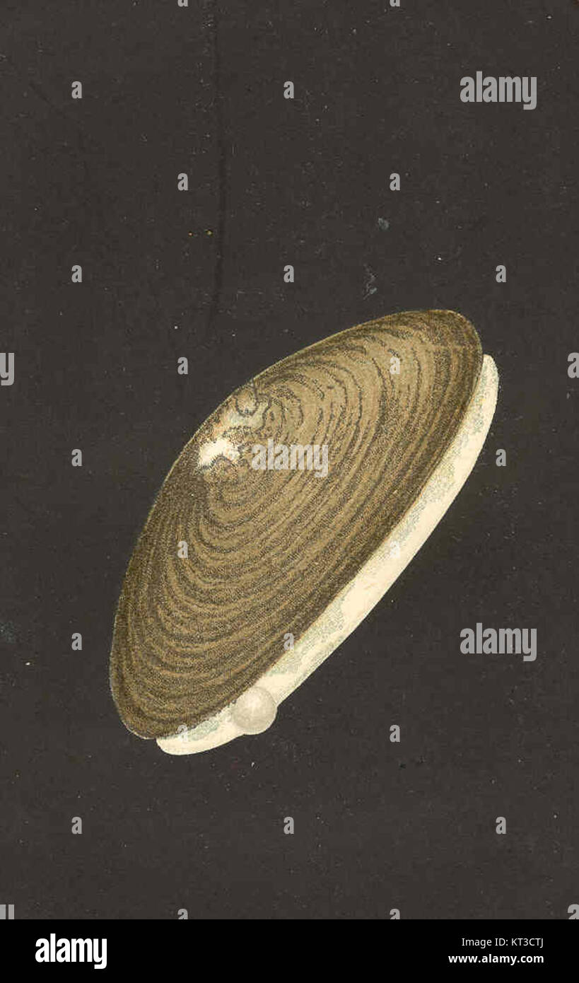 The River-Mussel (*Unio margaritifer*) is a freshwater species known ...