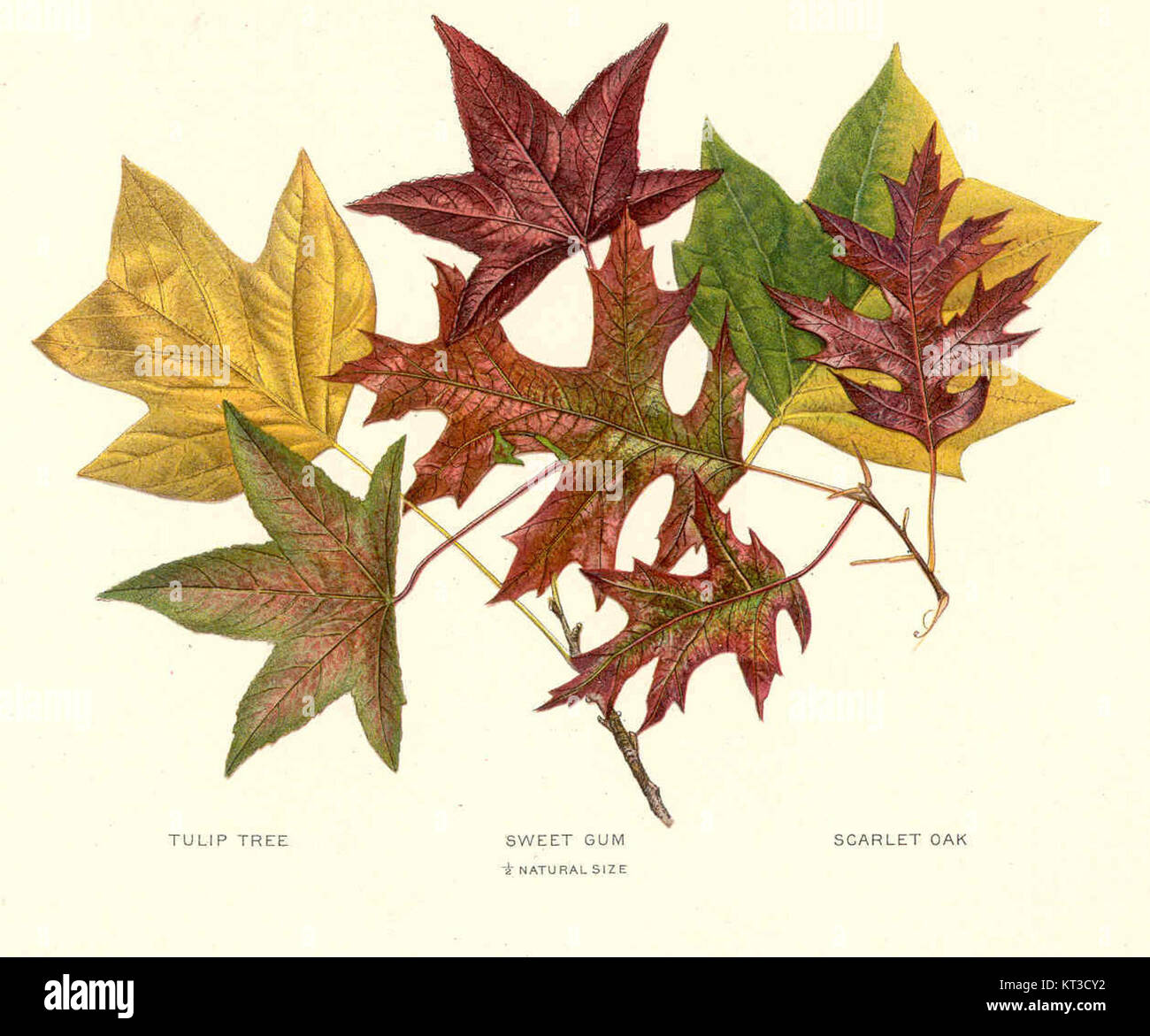 The Tulip Tree (Liriodendron tulipifera), cataloged with the number ...