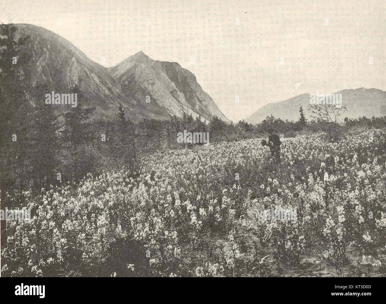 This image shows spring vegetation in the Yukon River Valley. The ...