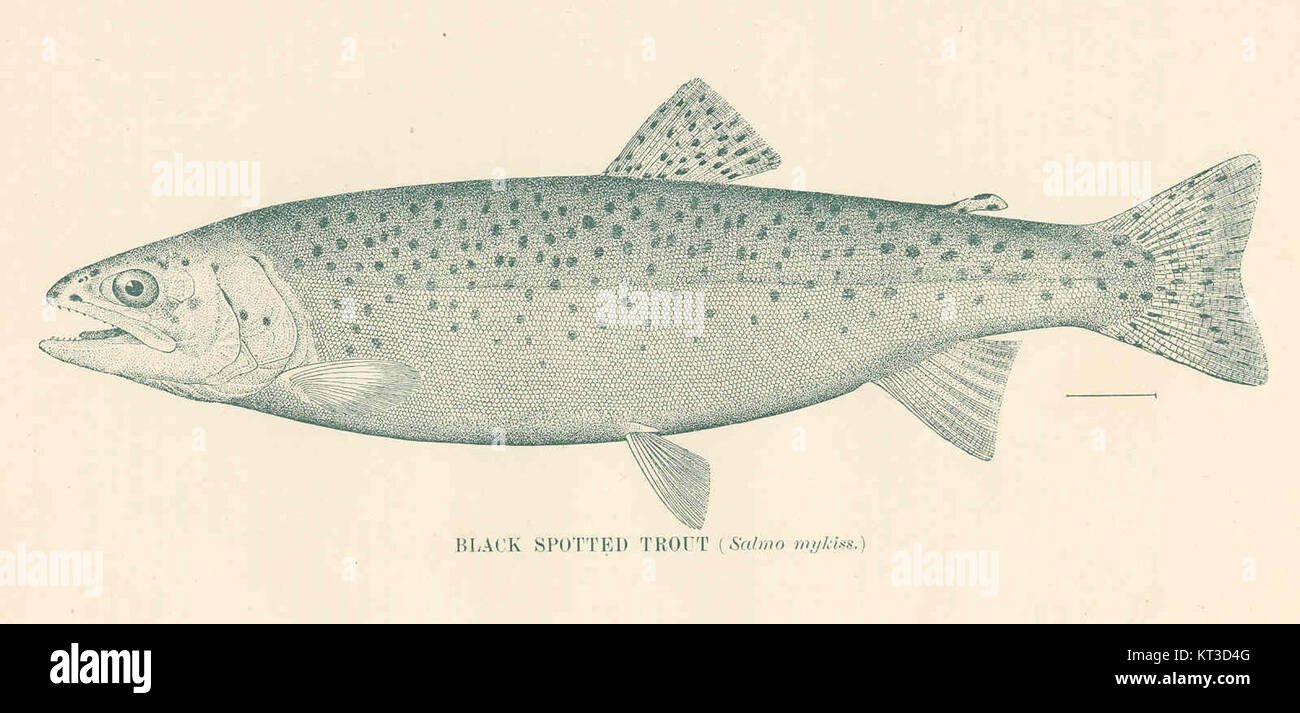 Black Spot Trout Montana