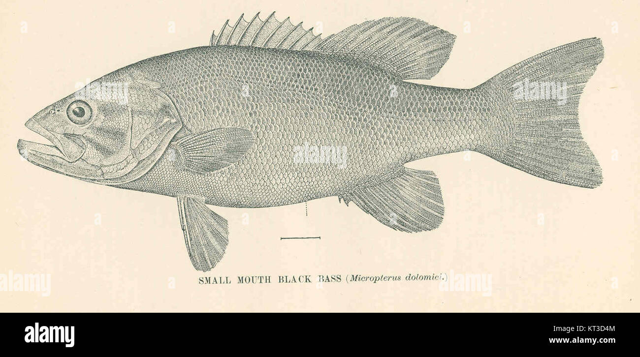 The smallmouth black bass, scientifically known as Micropterus dolomieu ...