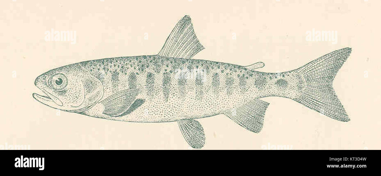 The Chinook Salmon (Oncorhynchus tschawytscha) is an important species ...