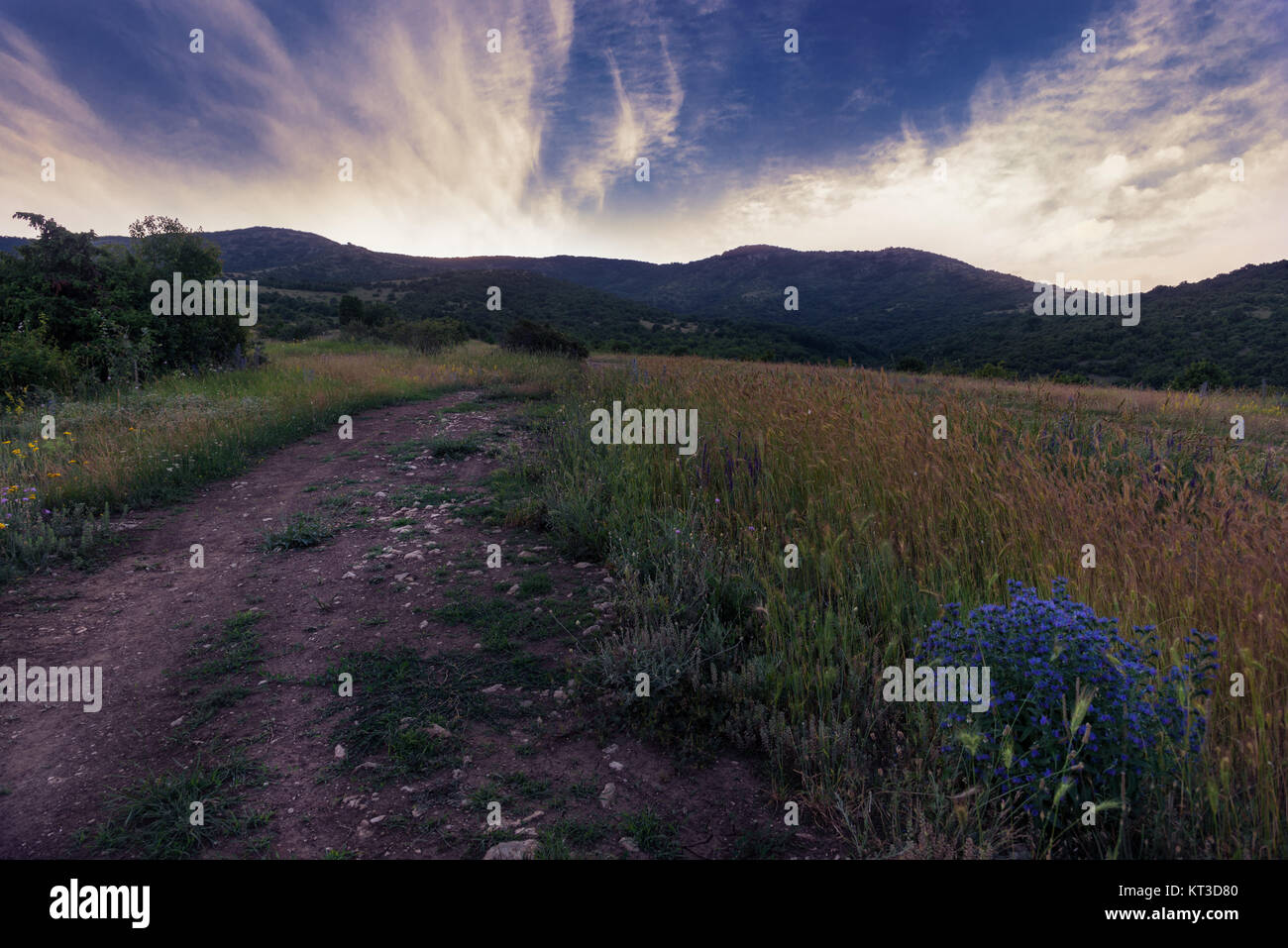 Sunset evening in mountains with bluebells near the road and field ...