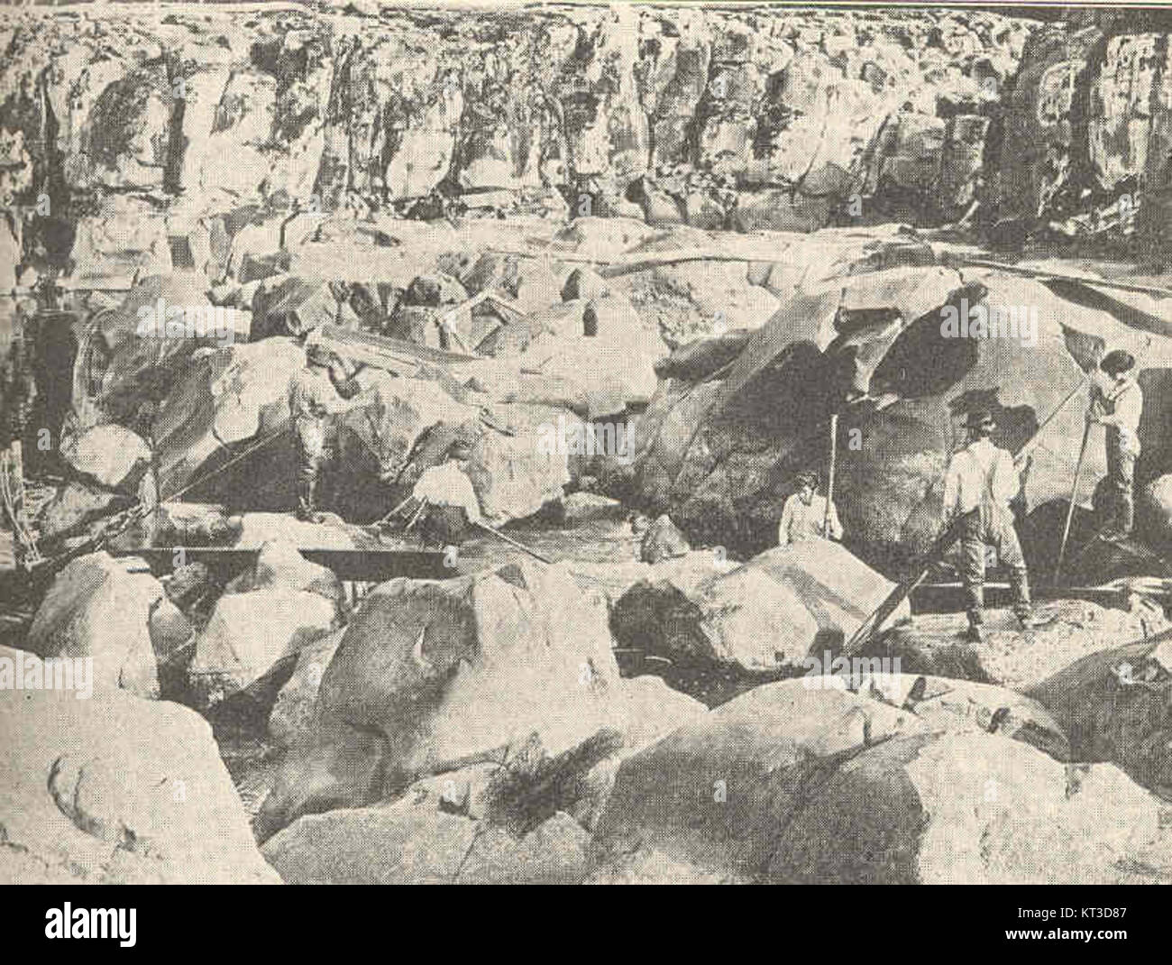 The image depicts workers gathering eels for use as food for salmon fry ...
