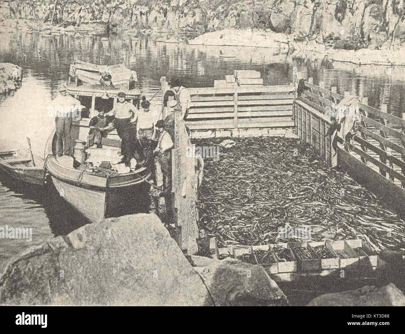 Eels export hi-res stock photography and images - Alamy