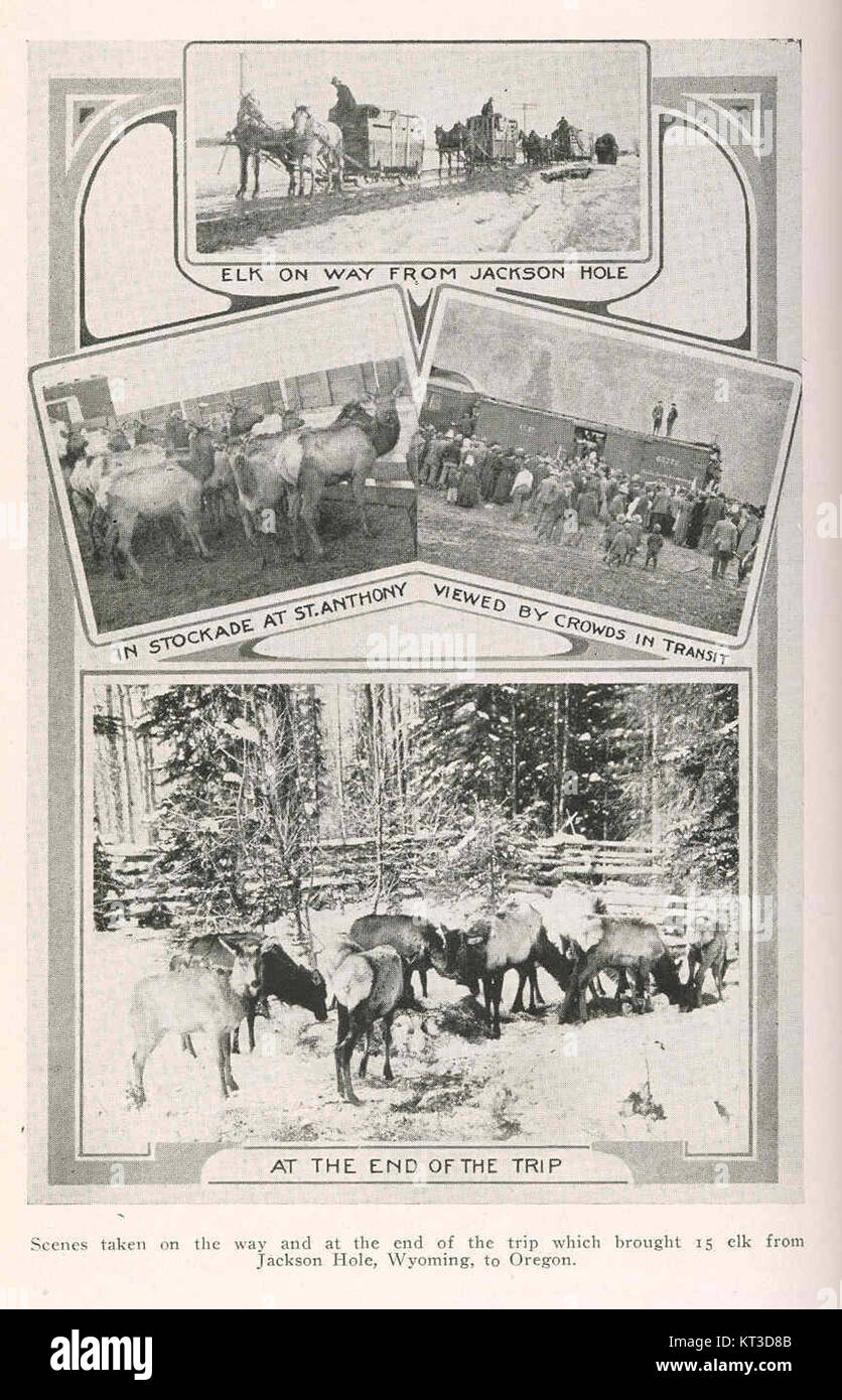 This photograph captures scenes from the transportation of 15 elk from ...