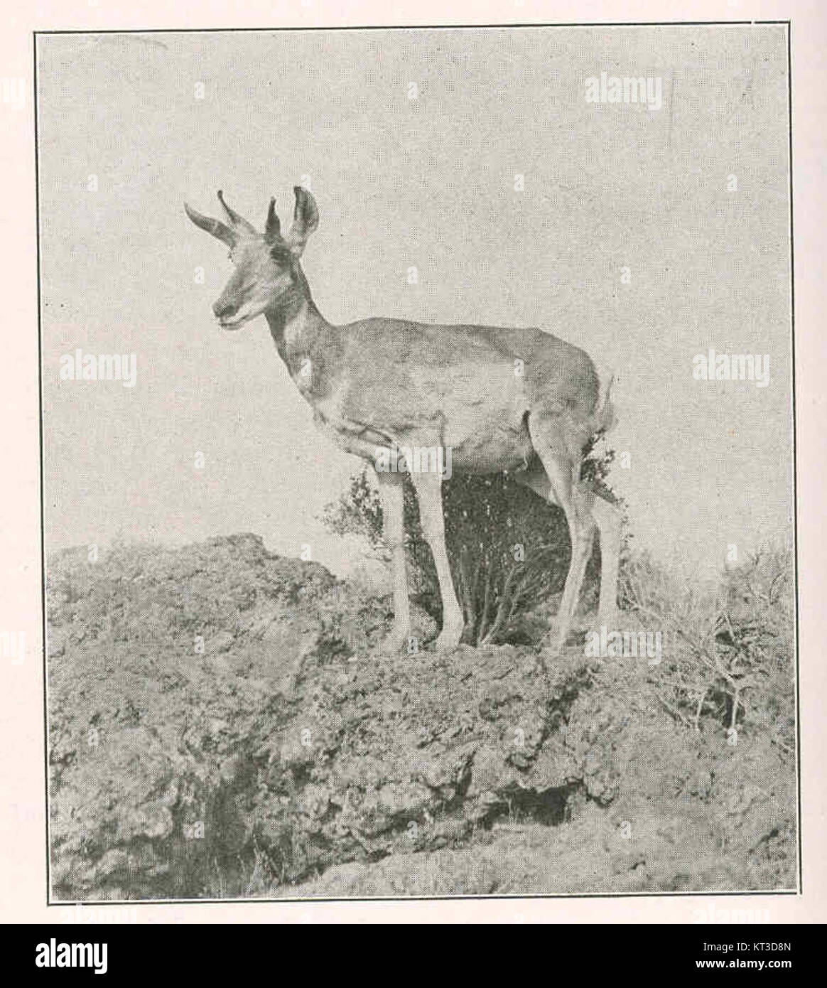 41533 Antelope--a rapidly disappearing game animal Its habitat is the ...
