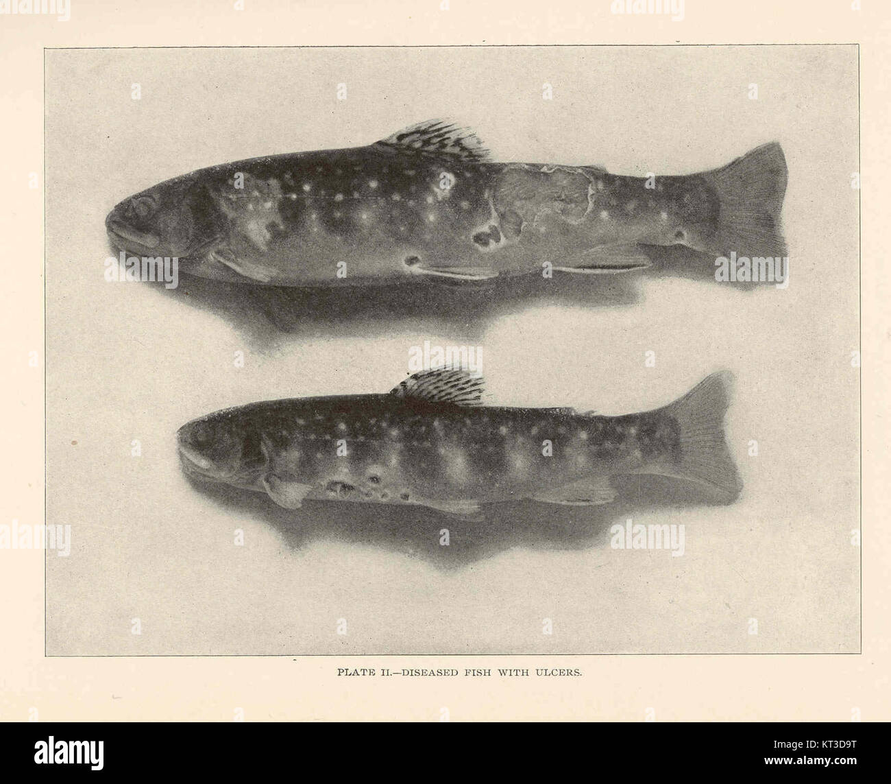 This image depicts a diseased fish with visible ulcers, likely the ...