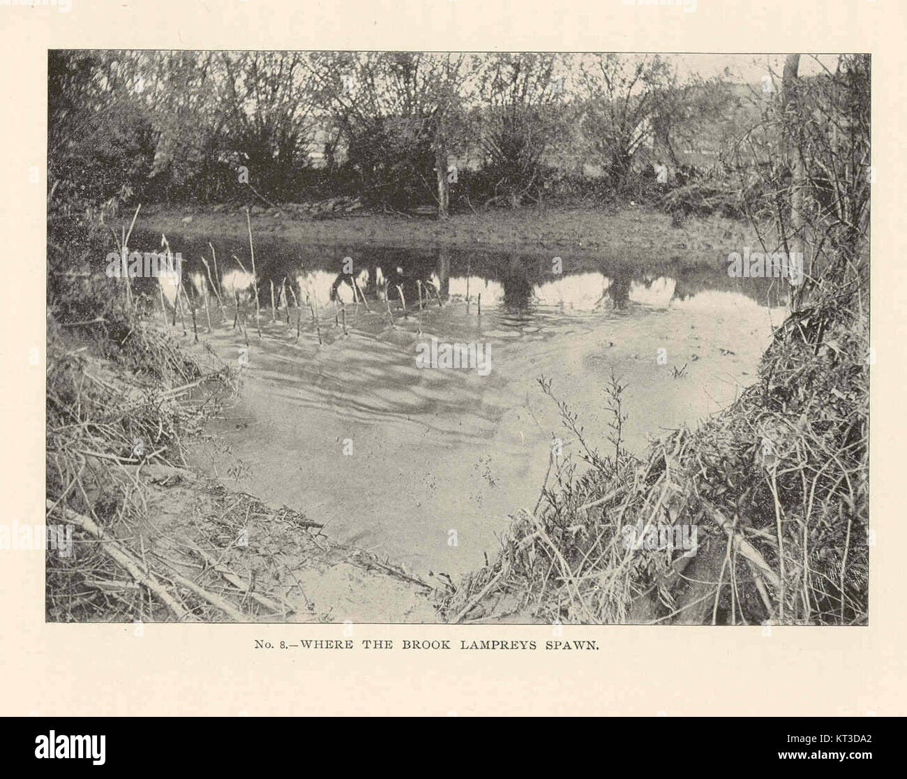 41572 Where the Brook Lampreys Spawn Stock Photo - Alamy