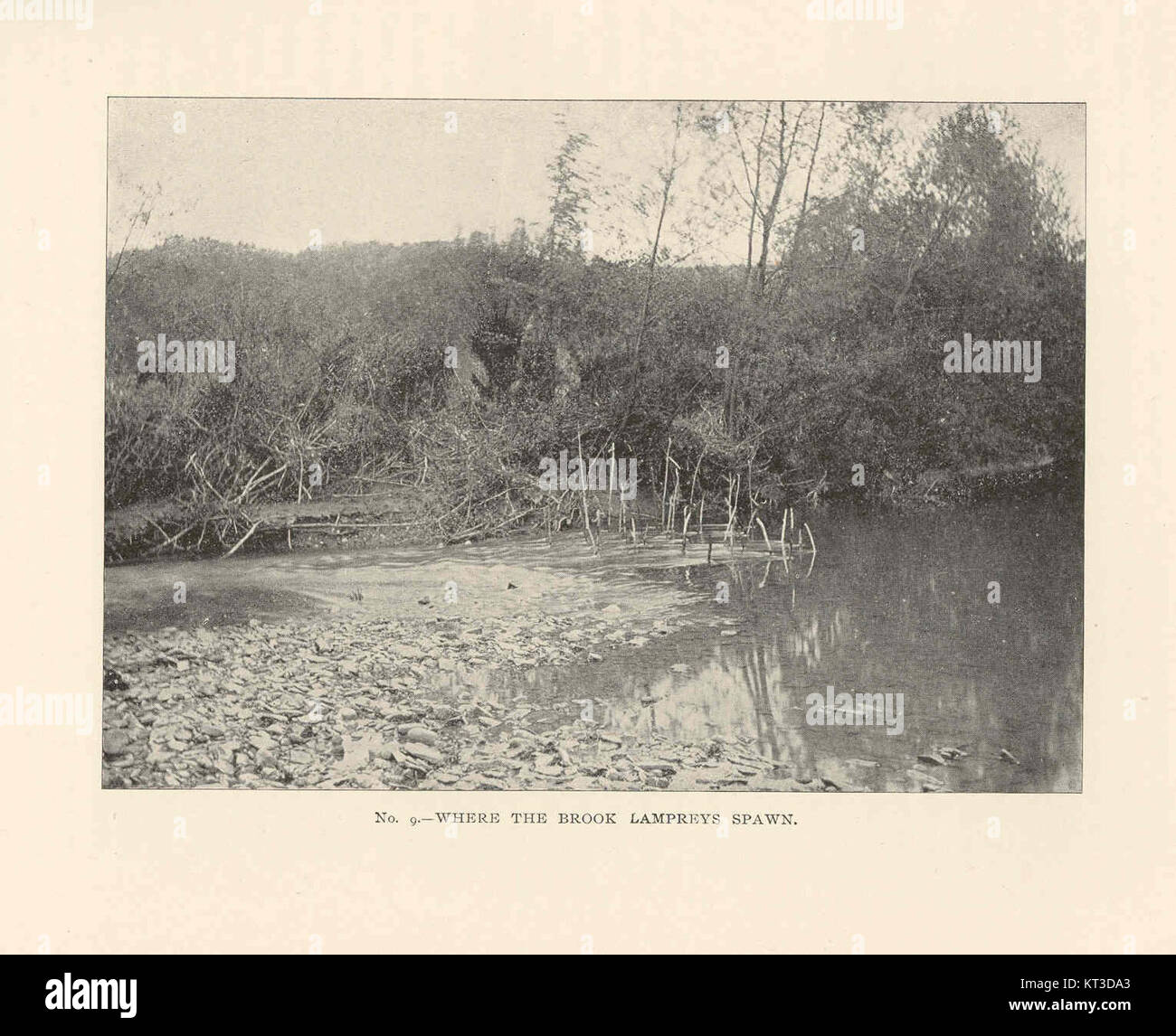 Lamprey fish spawning in hi-res stock photography and images - Alamy