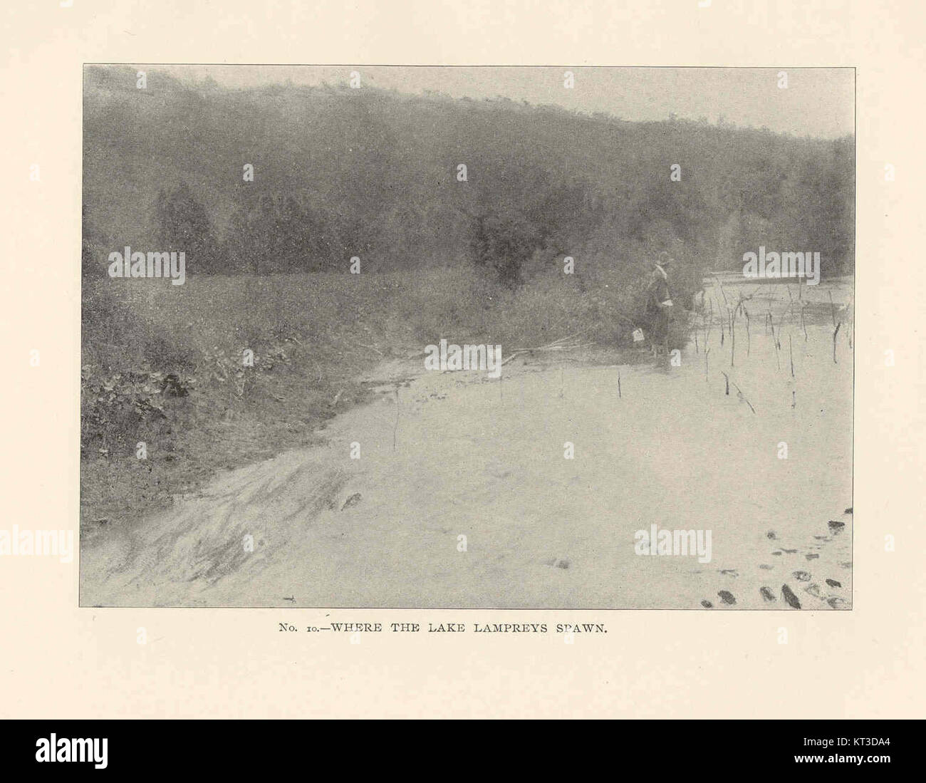 Lake lampreys spawn in freshwater lakes and rivers, where they return ...