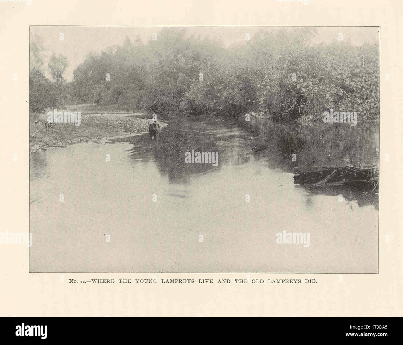 This document or study focuses on the life cycle of lampreys ...