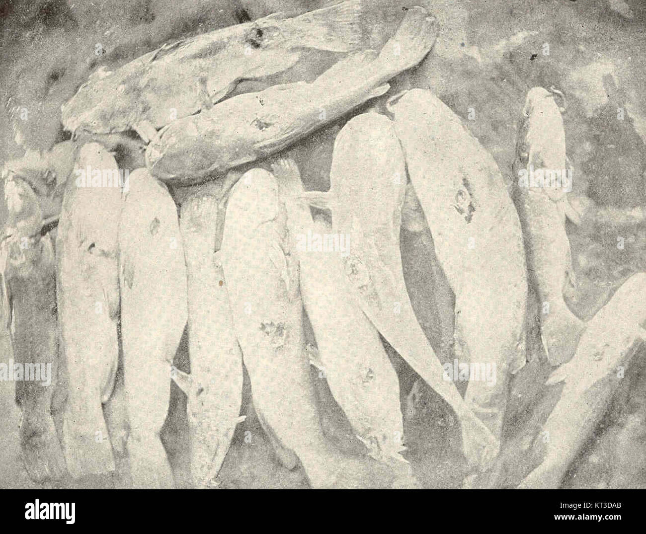 The image depicts twelve bullheads, also known as horned pout or ...