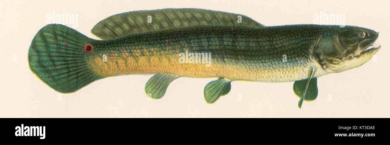 American mud fish hi-res stock photography and images - Alamy