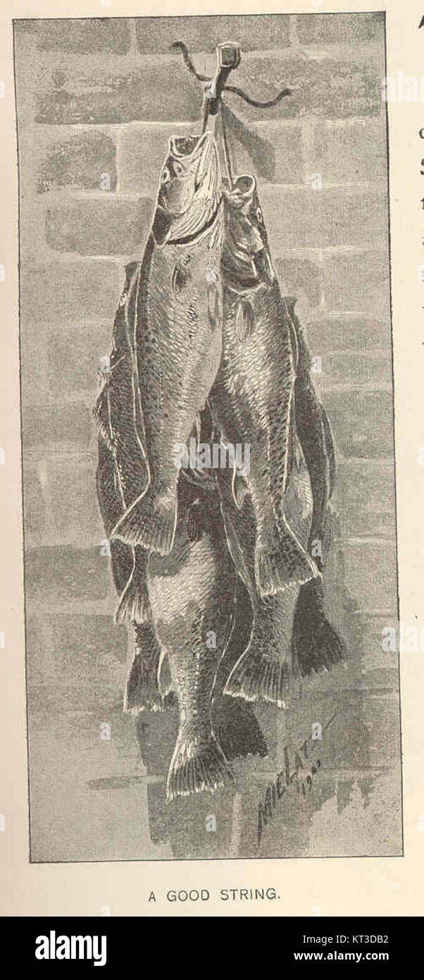 The string labeled as 41597 is likely a catalog reference for a ...